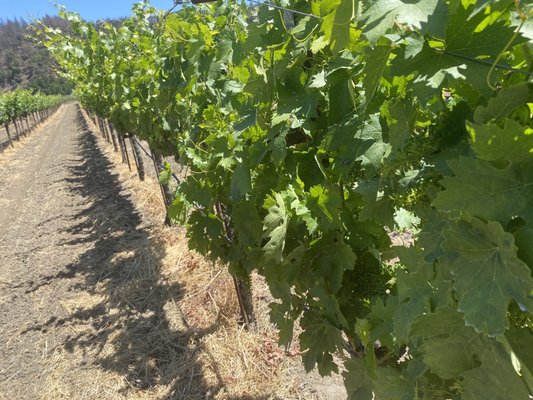 VAROZZA VINEYARDS - Updated September 2024 - 17 Photos & 12 Reviews ...