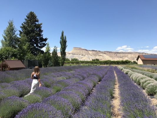 Sage Creations Organic Farm Updated May 2025 21 Photos And 10 Reviews 3555 E Rd Palisade