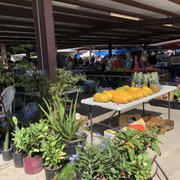 Traders Village - 184 Photos & 107 Reviews - Flea Markets - 7979 N ...