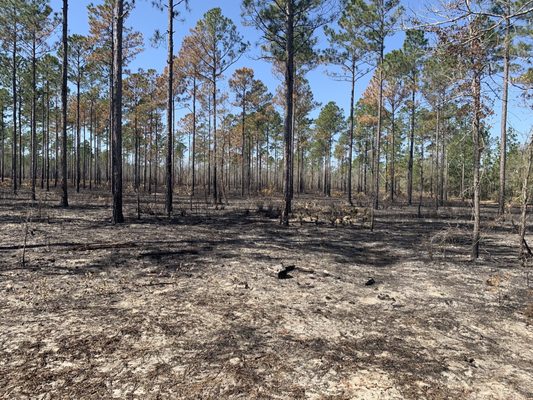 BRANAN FIELD WILDLIFE & ENVIRONMENTAL AREA - Updated January 2025 - 27 ...