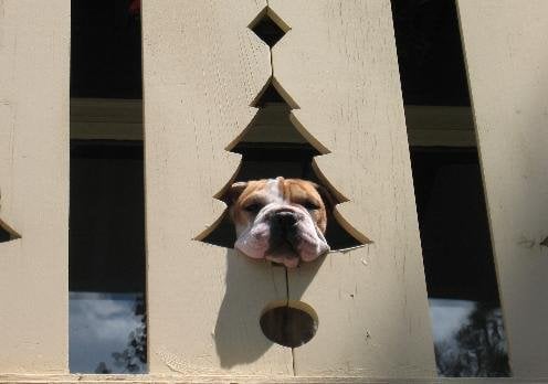 ALPINE DOG HOUSE - Updated July 2024 - 29600 US 40, Evergreen, Colorado ...