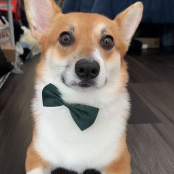 VIP DOGS FAST GROOMING - Updated July 2024 - 165 Photos & 16 Reviews ...