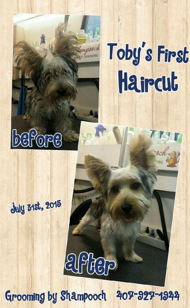 SHAMPOOCH MOBILE PET GROOMING - Updated May 2024 - 16 Photos - Clermont ...
