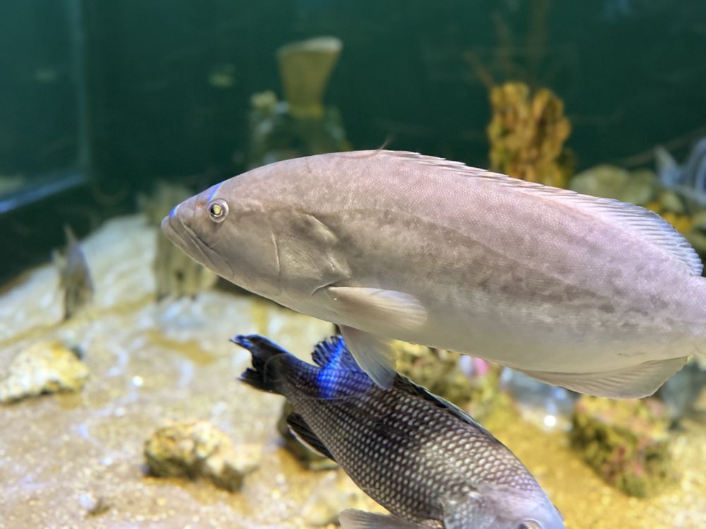 UGA MARINE EDUCATION CENTER & AQUARIUM - Updated April 2025 - 54 Photos ...