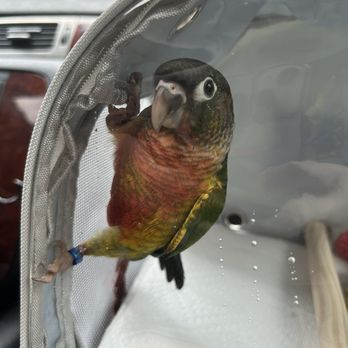 PARROT STARS - Updated September 2025 - 162 Photos & 39 Reviews - 115 N ...