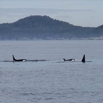 PUGET SOUND EXPRESS - Updated March 2025 - 166 Photos & 76 Reviews ...