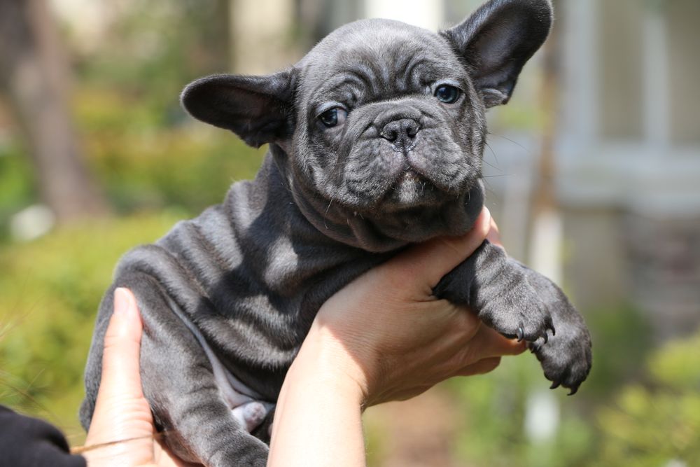 RAYS FRENCHIES - Updated March 2024 - Request Information - Valencia ...