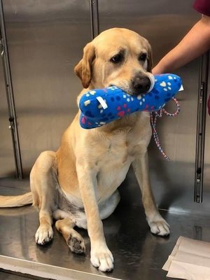 WHARTON VETERINARY CLINIC - Updated September 2025 - 21 Photos & 13 ...