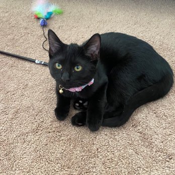 PETSMART - Updated October 2025 - 59 Photos & 135 Reviews - 575 Rohnert ...