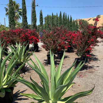 CALAVERAS NURSERY - Updated December 2025 - 121 Photos & 63 Reviews ...
