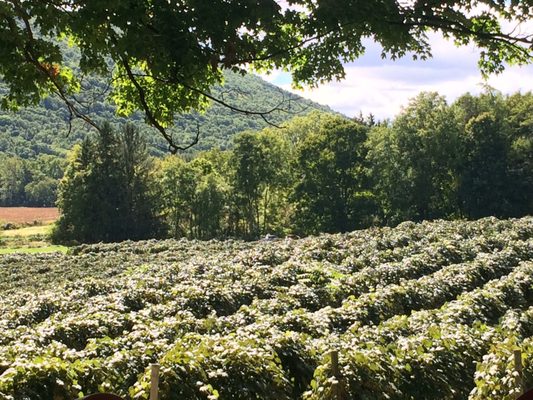 NAPLES GRAPE FESTIVAL - Updated November 2025 - 18 Photos & 14 Reviews ...