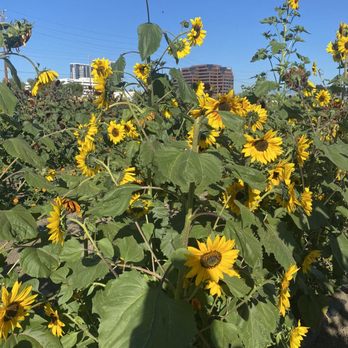 HANA FIELD BY TANAKA FARMS - Updated May 2024 - 326 Photos & 148 ...