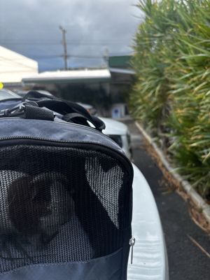 MAKAI PET HOSPITAL - Updated January 2026 - 55 Photos & 99 Reviews ...