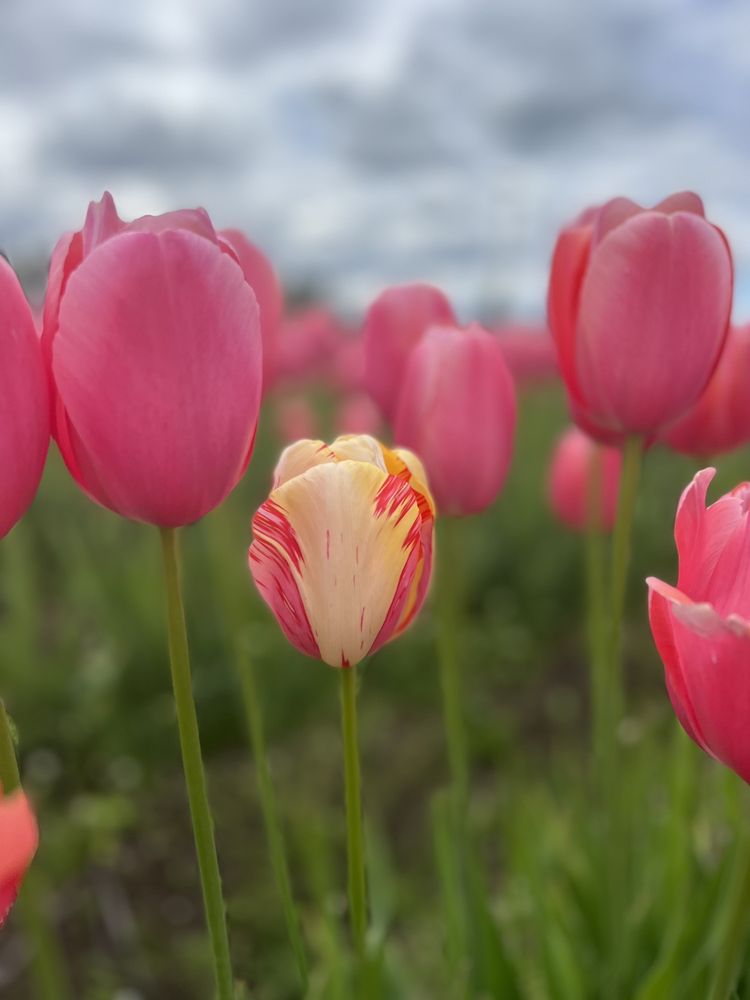 KNUTSON FARMS - Updated October 2024 - 61 Photos & 26 Reviews - 16406 ...