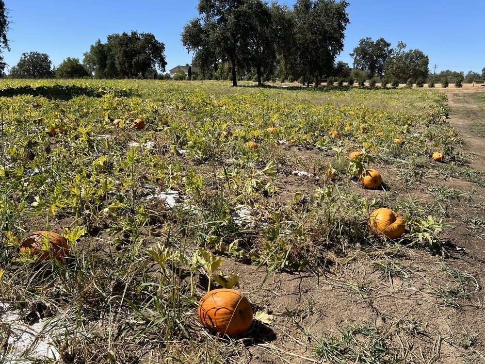 LITTLE FIELD FARMS - Updated January 2026 - 31 Photos & 16 Real Reviews ...