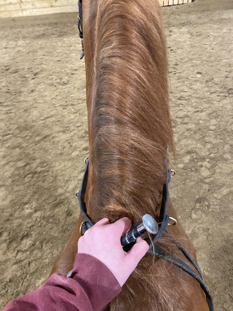 NEW TRADITIONS RIDING ACADEMY - Updated August 2025 - 16 Photos & 19 ...