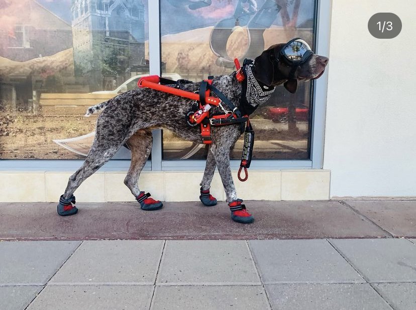 DUKE ACADEMY OF CLEVER K9S - Updated October 2024 - Gilbert, Arizona ...