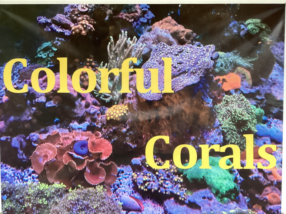 COLORFUL CORALS - Updated December 2025 - Request Information - 648 Old ...