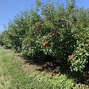 BJ REECE ORCHARDS - 319 Photos & 126 Reviews - Fruits & Veggies - 9131 ...