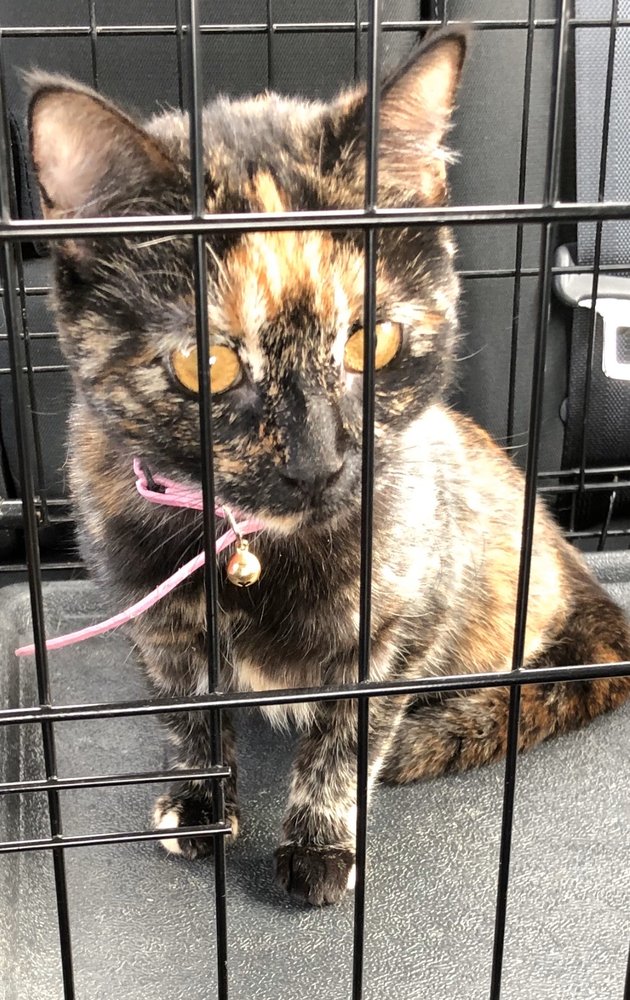 HUMANE SOCIETY OF DALLAS COUNTY - DOG & KITTY CITY - 37 Photos & 40 ...