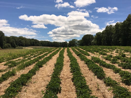 GRANTS BERRY PATCH - Updated September 2025 - 12 Photos - 188 Mell Rd ...