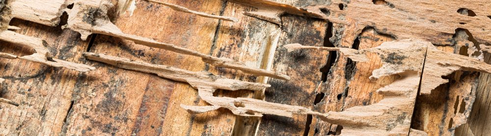 OZARK INTEGRATED PEST SERVICES - Updated October 2025 - 4103 NW 16th St ...