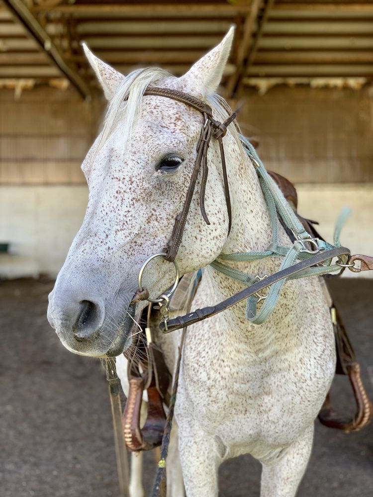 RED HAWK STABLES - 12 Photos & 13 Reviews - 1445 Olson Rd, Sequim ...