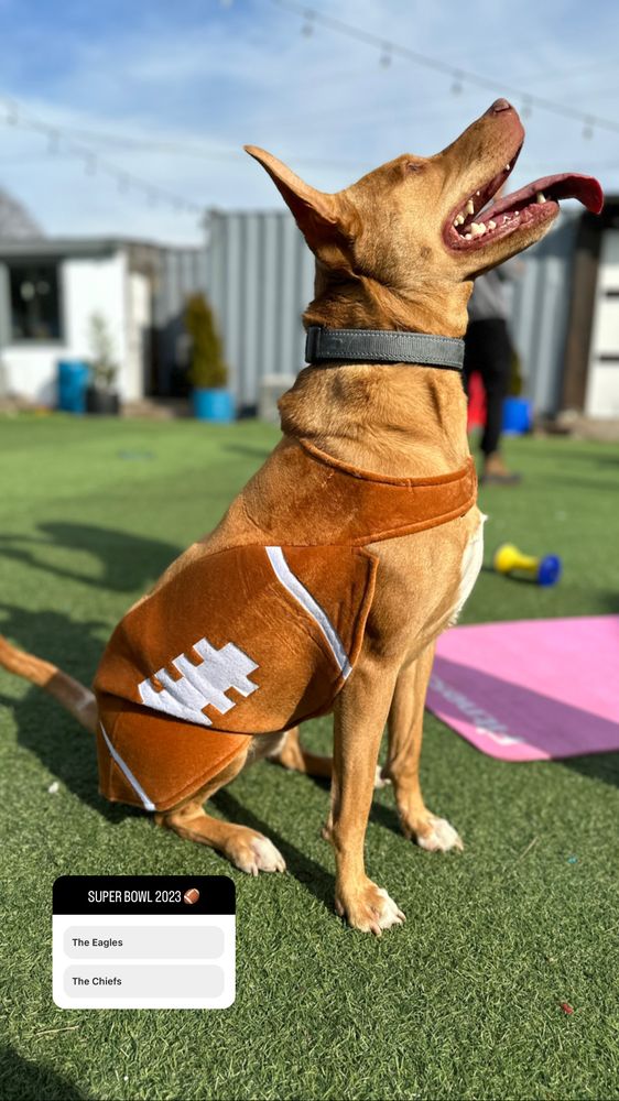 CITY DOGZ ATL - Updated December 2025 - 16 Photos & 10 Reviews - 851 ...