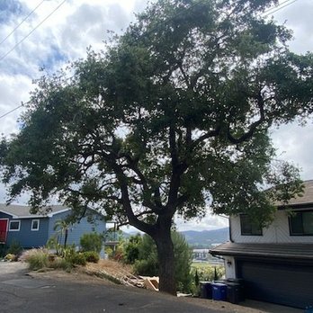 SANTOS PENA TREE CARE AND SERVICES - Updated November 2024 - 86 Photos ...