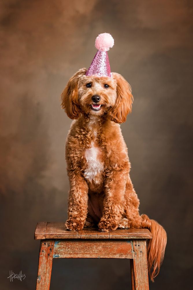 DAPPER DOODLES - Updated August 2025 - Request Information - 20 Photos ...