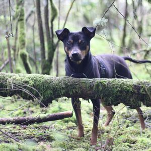 PETS R’INN - Updated May 2025 - 2800 S Columbia Rd, Grand Forks, North ...