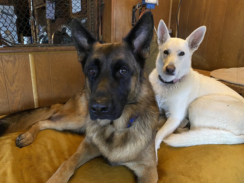 HOBO DOG HAVEN - Updated January 2026 - 20 Reviews - 22210 Sumner ...