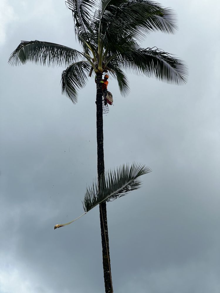 MCNAMEE TREES - Updated August 2025 - 12 Photos - Kekaha, Hawaii - Tree ...