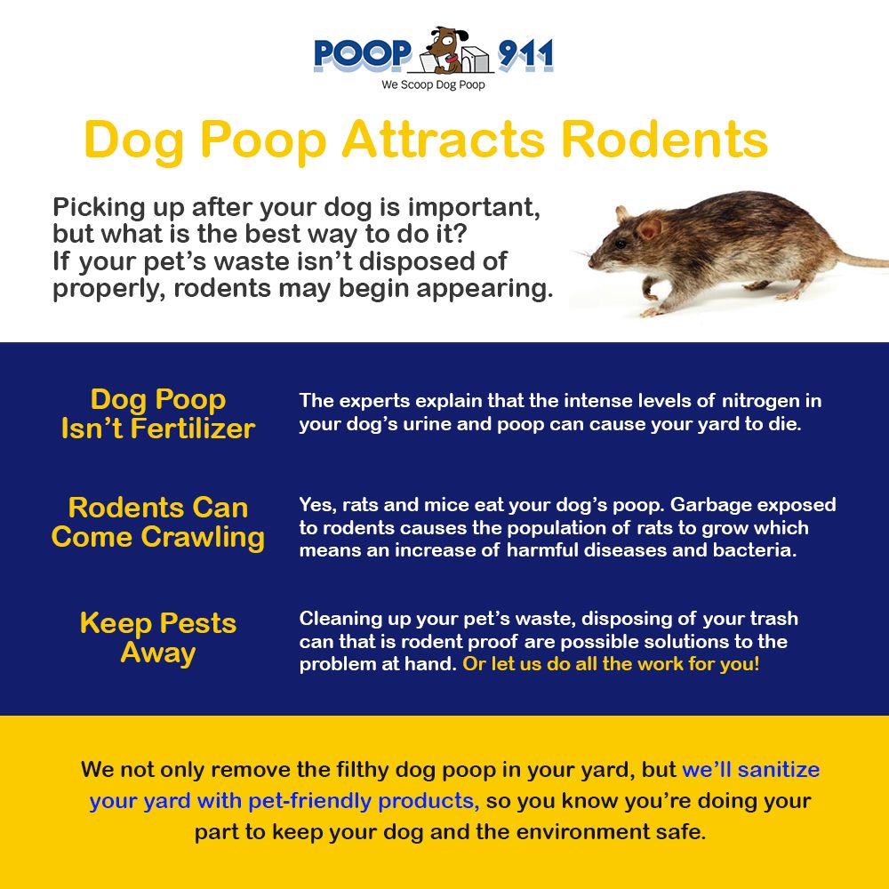 POOP 911 - Updated August 2025 - Request Information - 51 Photos & 21 ...