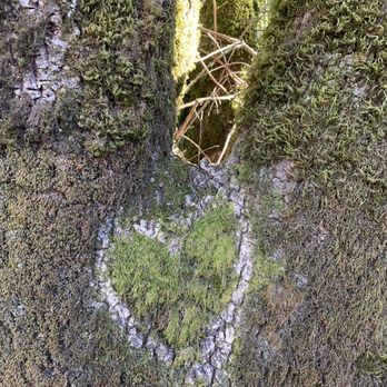 Grizzly Peak - 265 Photos & 134 Reviews - Hiking - Old Fish Ranch Rd ...