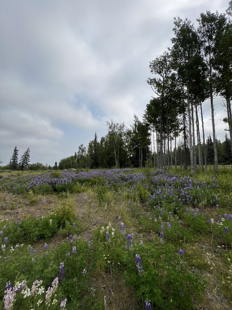 KENAI RV PARK AND CAMPGROUND - Updated July 2025 - 39864 Kalifornsky ...