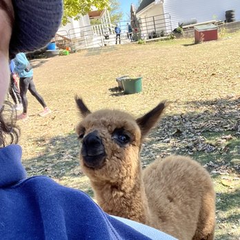 RUSTY STARS ALPACA - Updated October 2025 - 62 Photos & 10 Reviews ...