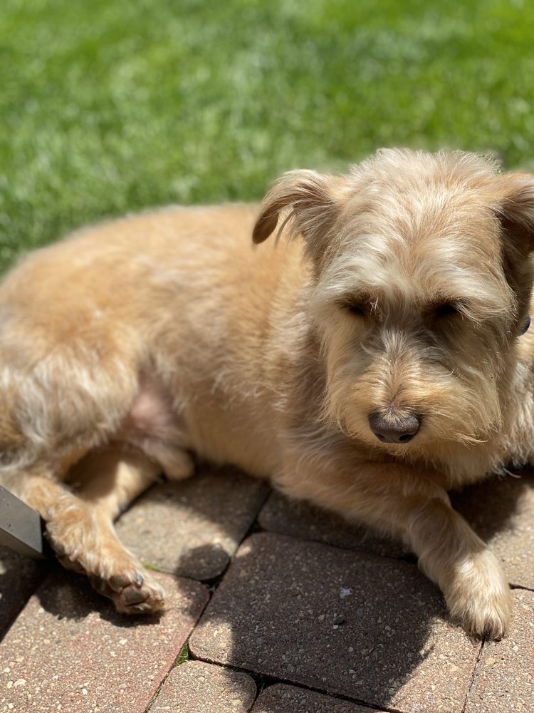 WESTCHESTER DOGGERY - Updated May 2024 - 10 Photos & 16 Reviews - 10425 ...