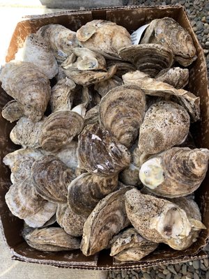 MODESTO FISH - 39 Photos & 14 Reviews - Seafood - 5616 Swanson Rd ...