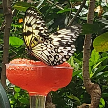 THE BUTTERFLY PLACE - Updated May 2025 - 318 Photos & 100 Reviews - 120 ...