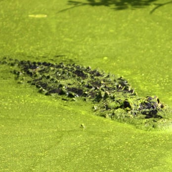 CHEHAW PARK - Updated October 2025 - 75 Photos & 28 Reviews - 105 ...