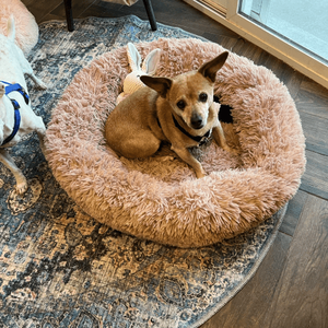 SAN FRANCISCO STABLES - Updated December 2024 - 18 Photos - 1114 Casad ...