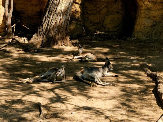 ABQ BIOPARK ZOO - Updated October 2025 - 896 Photos & 278 Reviews - 903 ...