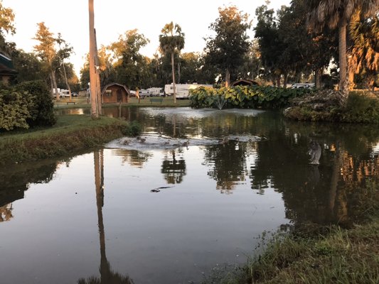 OCALA RV-CAMP RESORT - Updated December 2025 - 47 Photos & 20 Reviews ...