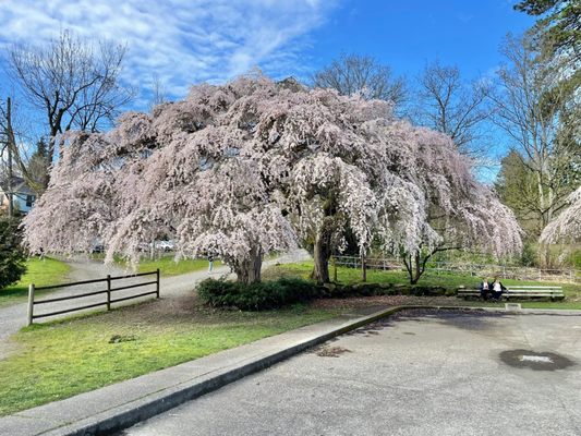 RAVENNA PARK - 111 Photos & 42 Reviews - 5520 Ravenna Ave NE, Seattle ...