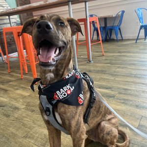 BARK ROOM - 128 Photos & 107 Reviews - 65 South Federal Hwy, Boca Raton ...