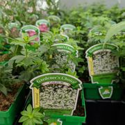 RIVER STREET FLOWERLAND - 119 Photos - Nurseries & Gardening - 1300 ...