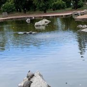 CSUN POND - 327 Photos & 86 Reviews - 18111 Nordhoff St, Los Angeles ...