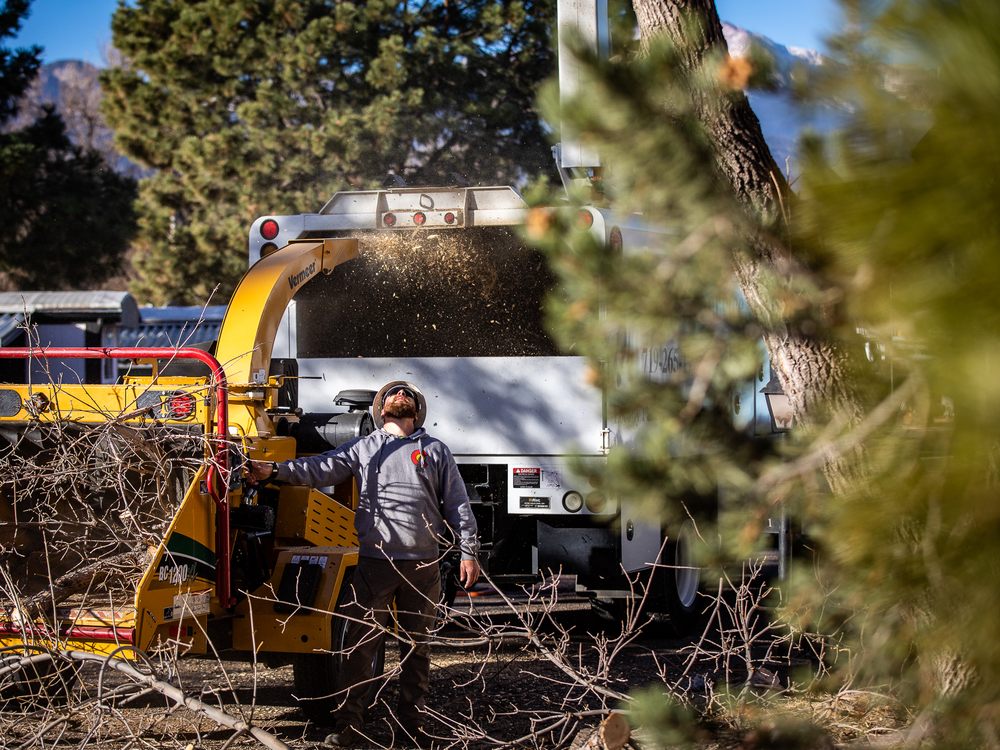 KING TREE SERVICE - Updated May 2025 - 33 Photos & 25 Reviews - 4795 ...
