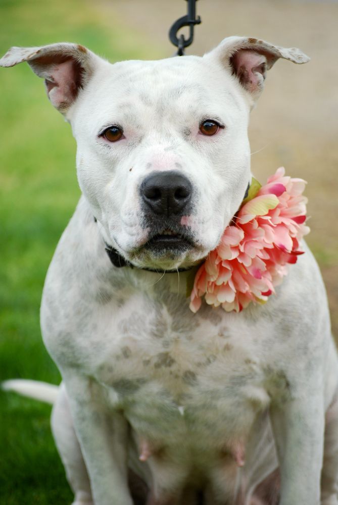 FRESNO BULLY RESCUE - Updated October 2025 - 18 Photos & 22 Reviews ...